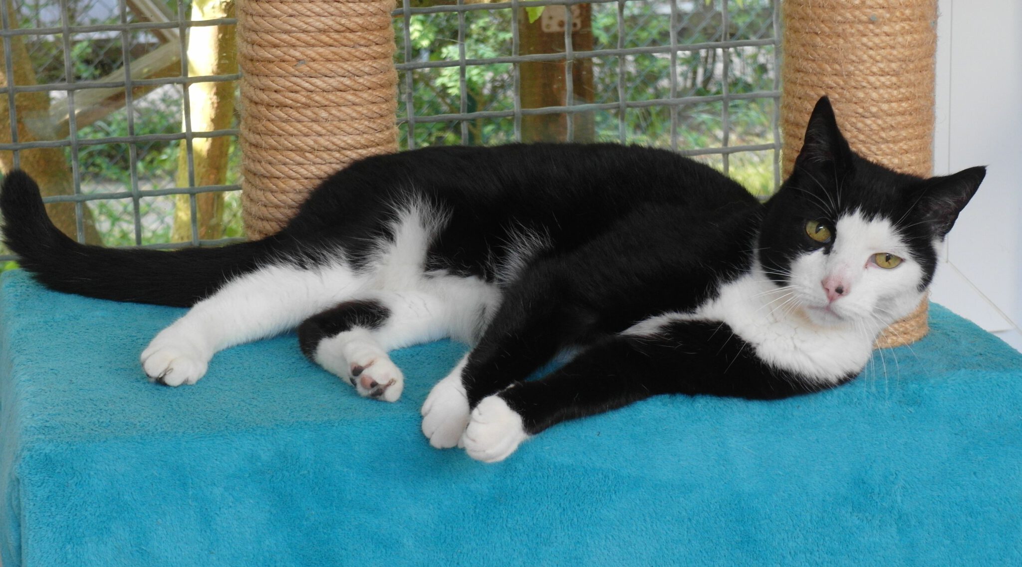 Schelly, 14 Jahre - Tierschutz Gifhorn