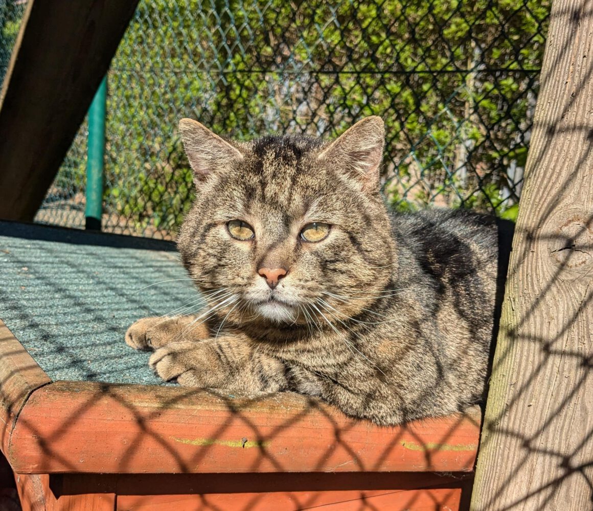 Muto, ca. 7 Jahre - Tierschutz Gifhorn